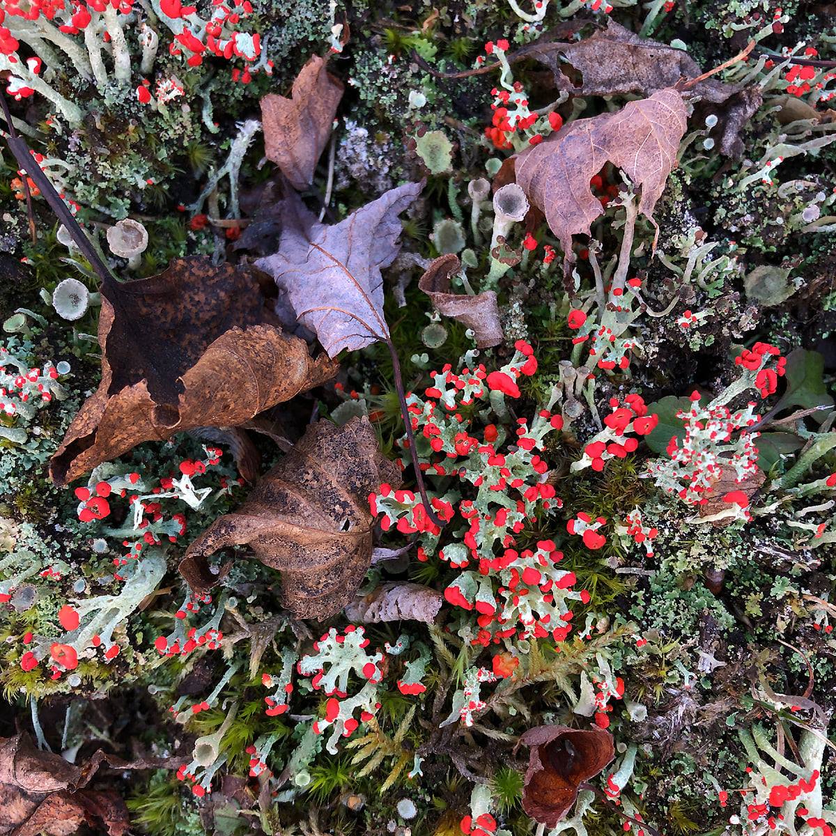 SPRING 2022 – NCC Magazine