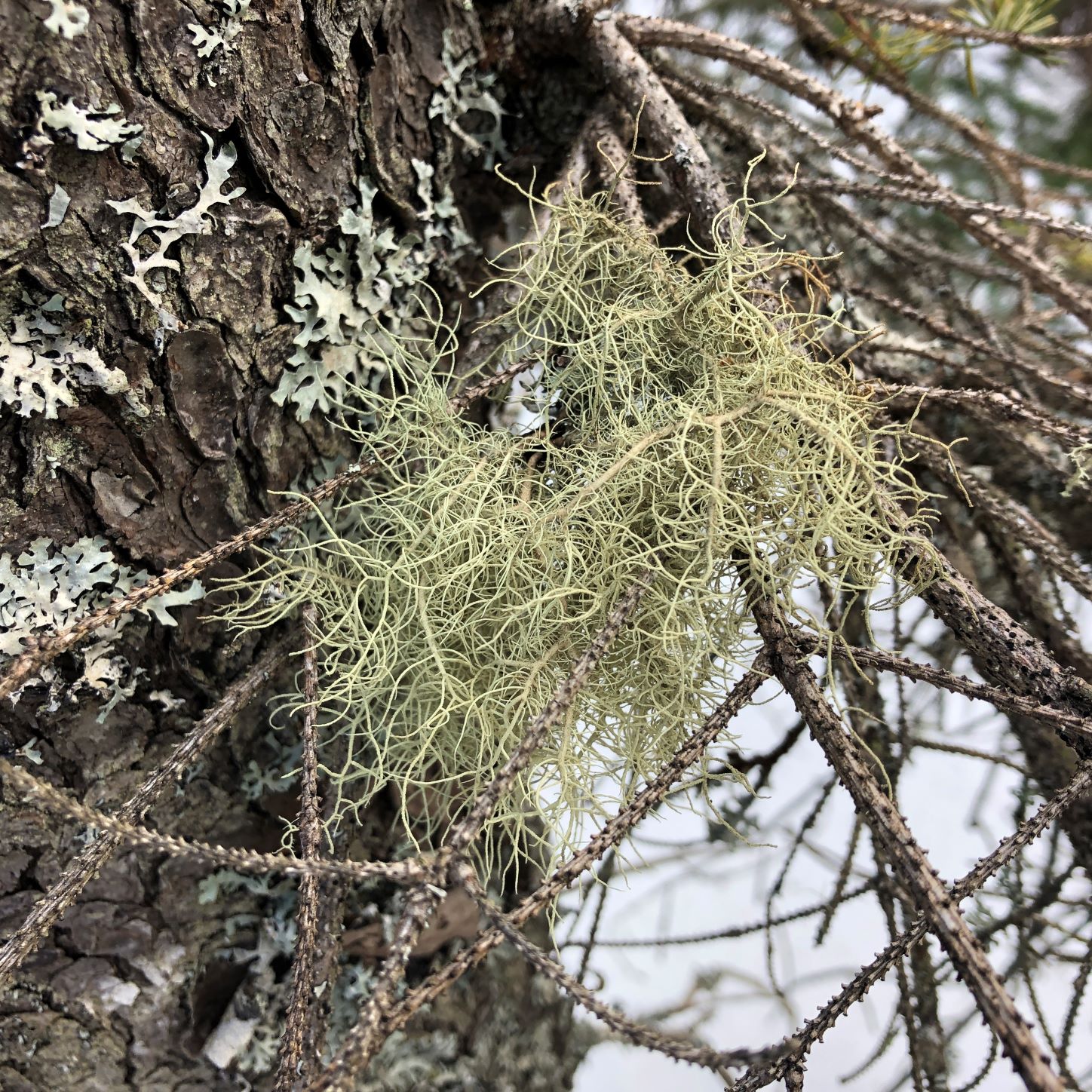 SPRING 2022 – NCC Magazine